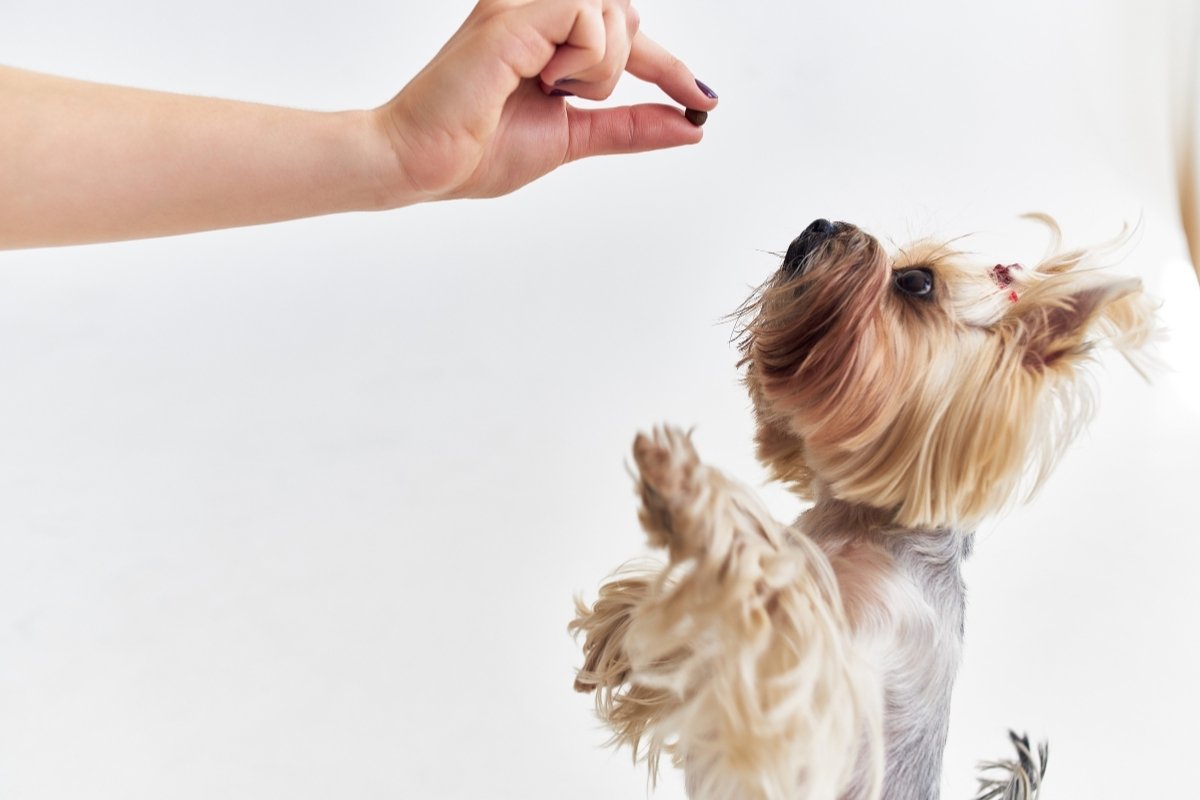 Mental Stimulation for Dogs: Enrichment Games Beyond Toys
